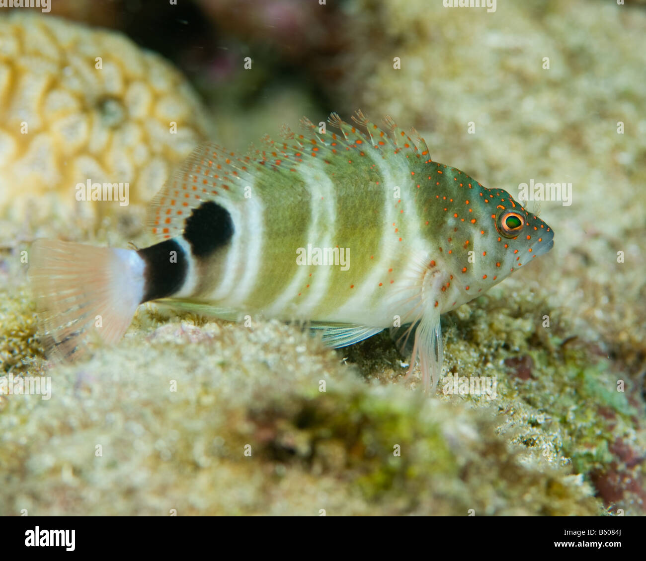Redspotted hawkfish amblycirrhitus pinos hi-res stock photography and ...