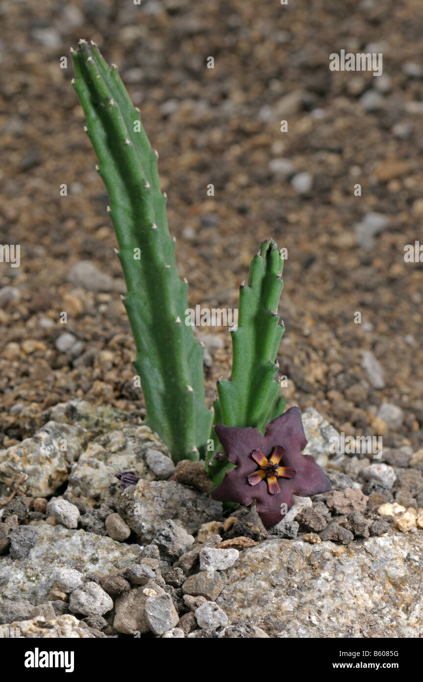 Carrion Flower (Stapelia vetula), flowering Stock Photo - Alamy