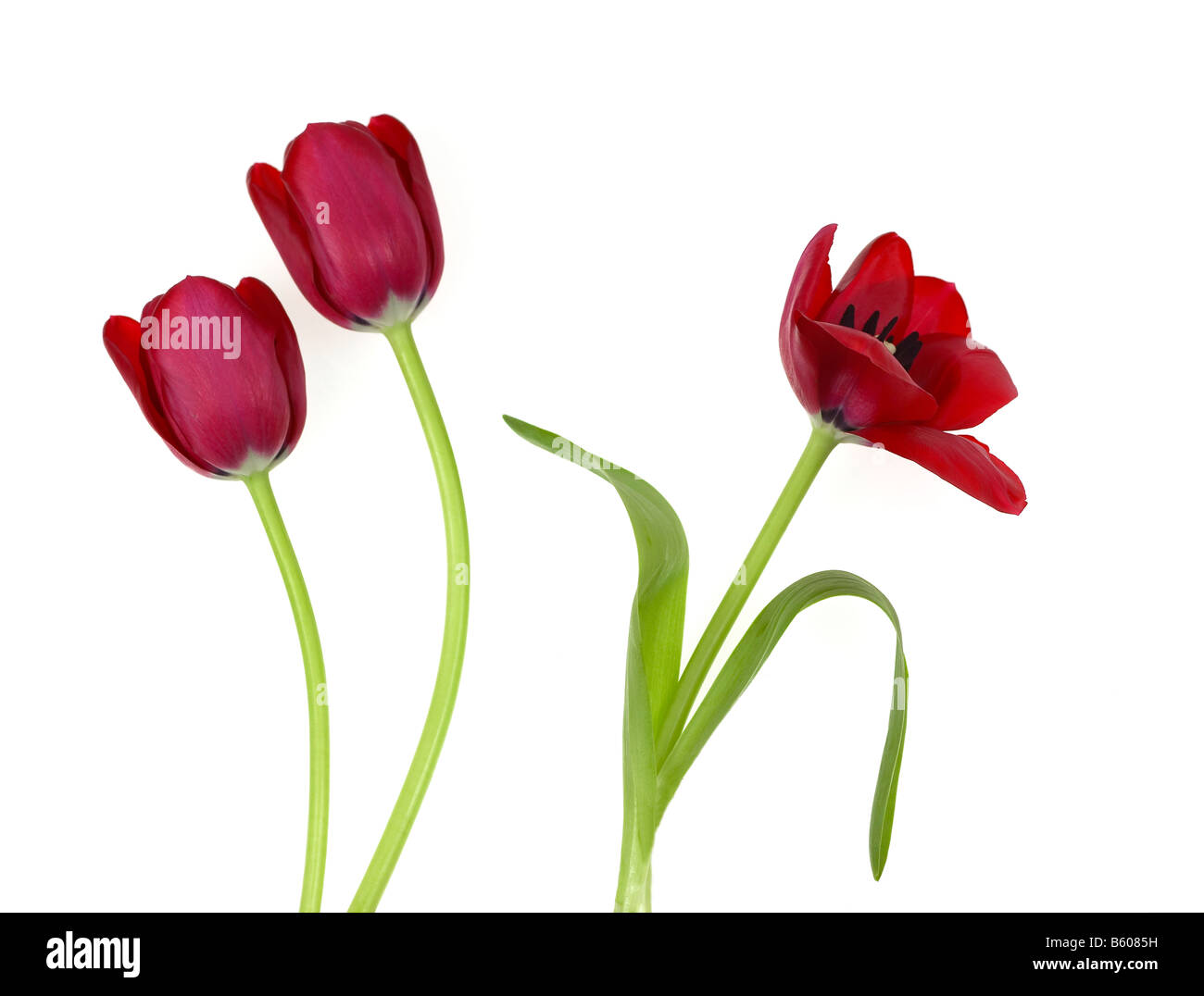 Three Red Tulip flowers Stock Photo - Alamy