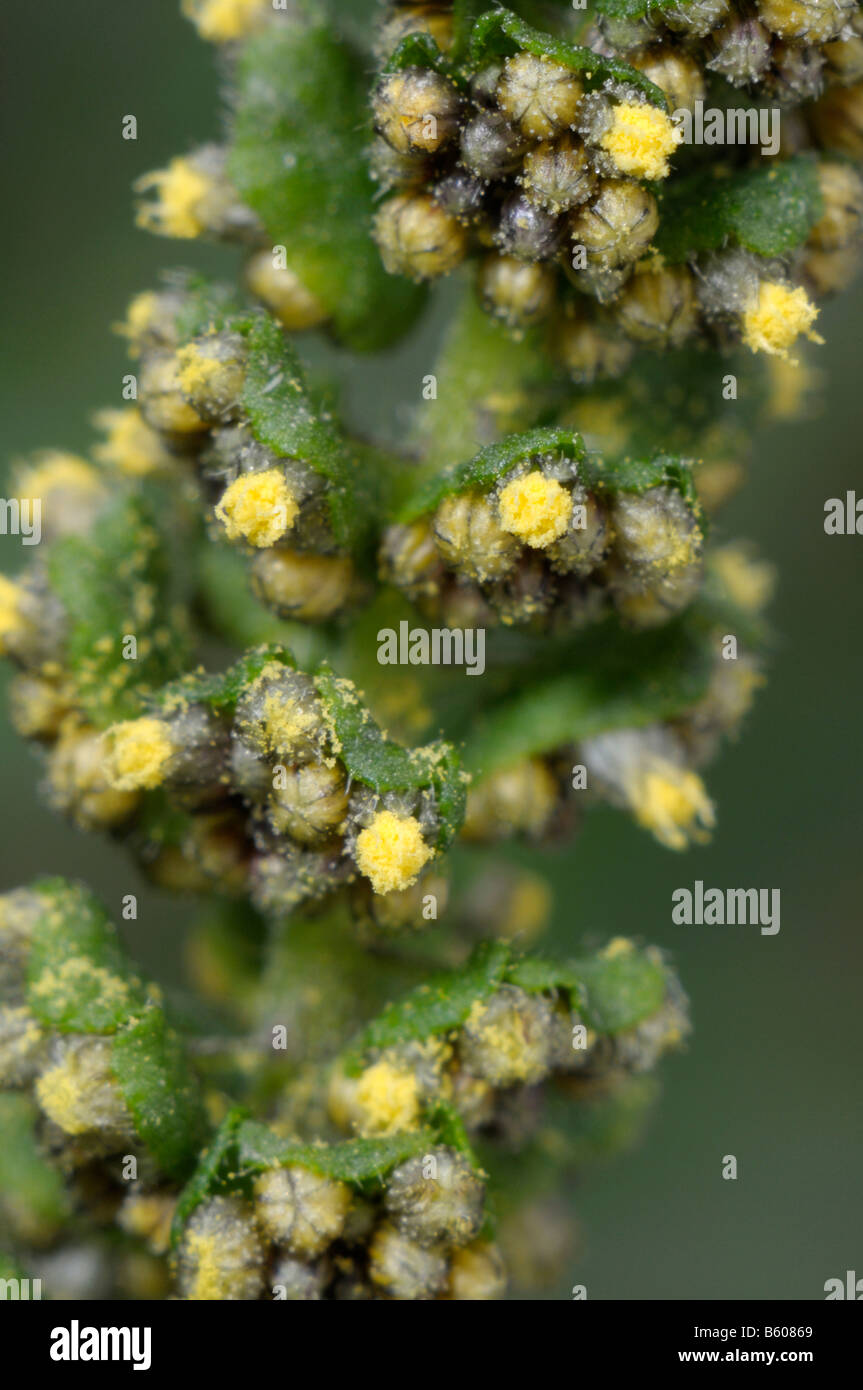 Annual Ragweed, Common Ragweed (Ambrosia artemisiifolia), flowering ...