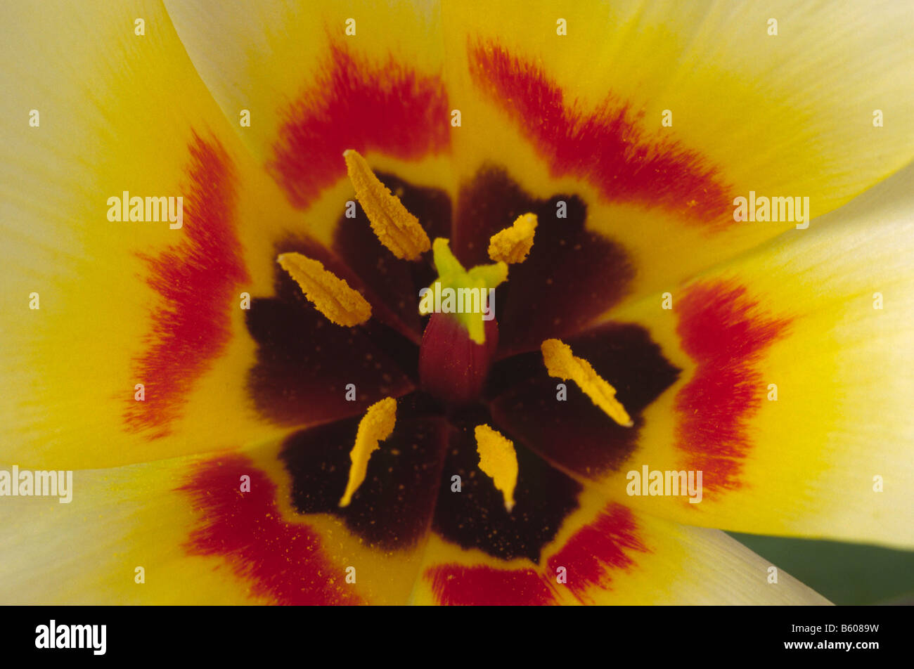 Red tulips with black centre and yellow hi-res stock photography and ...