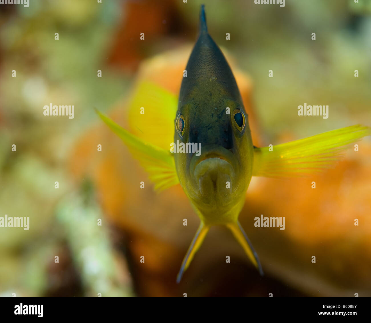 Hamlet fish hi-res stock photography and images - Alamy