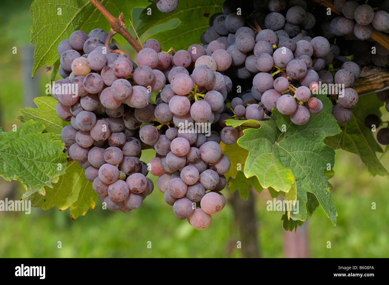 Grape Vine (Vitis vinifera), variety: Red Riesling, vine with grapes ...