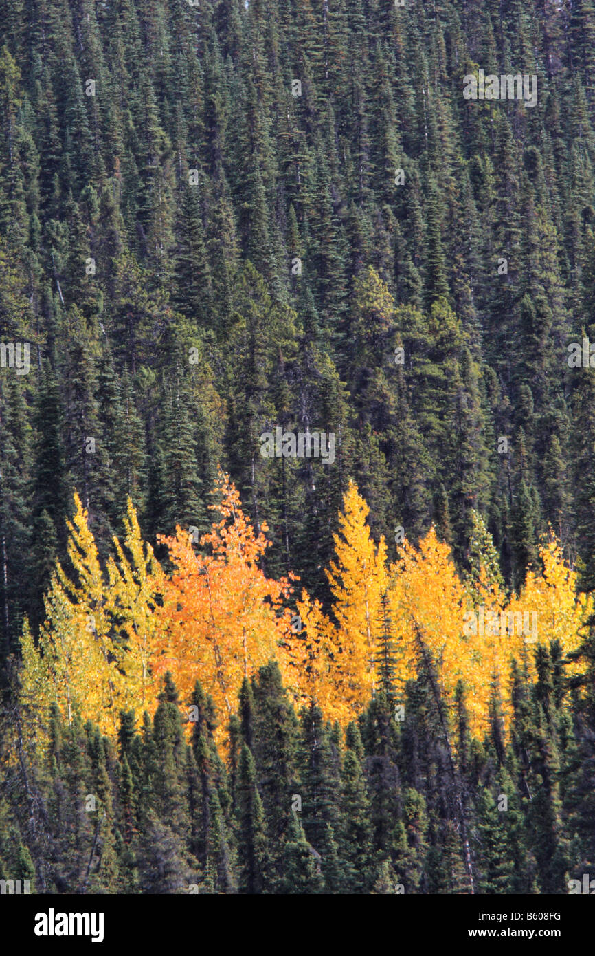 Colorful forest in British Columbia Stock Photo - Alamy