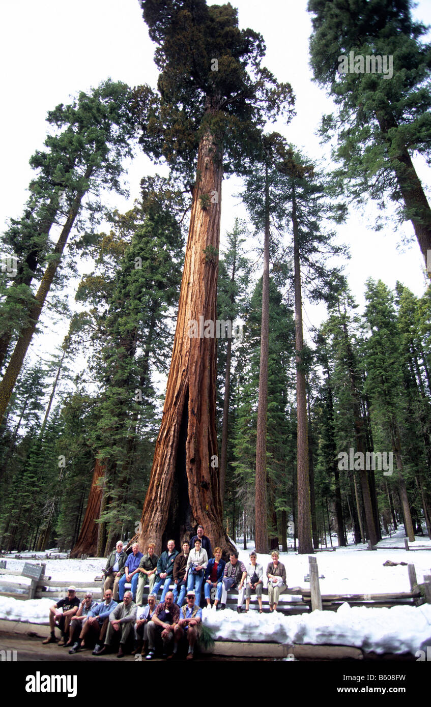 usa california yosemite national park giant sequoia trees Stock Photo ...