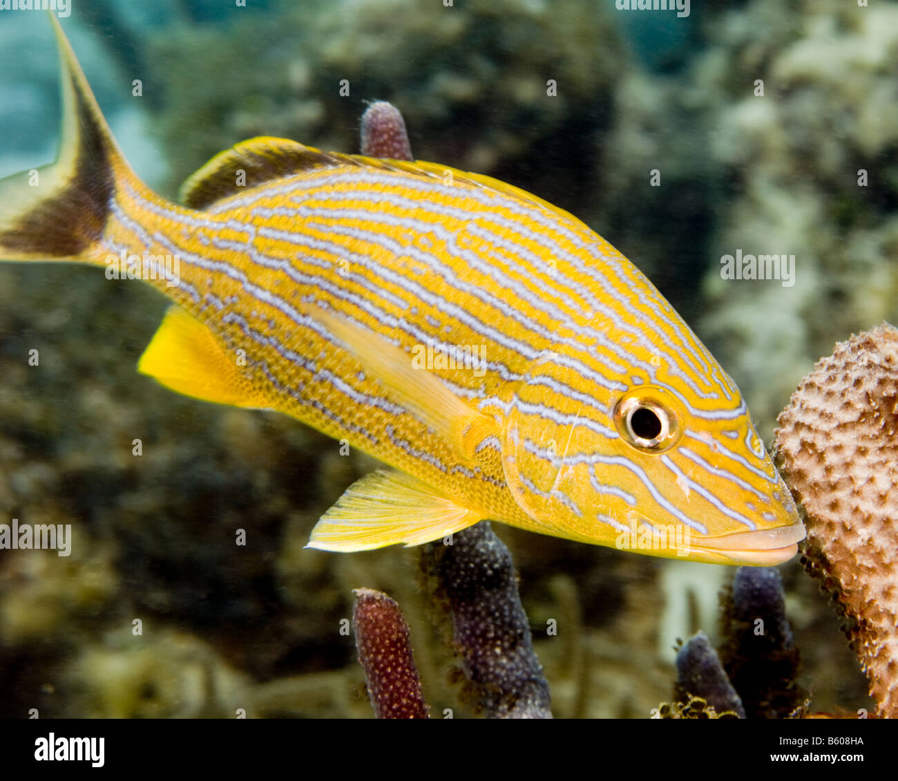 Caesar grunt hi-res stock photography and images - Alamy