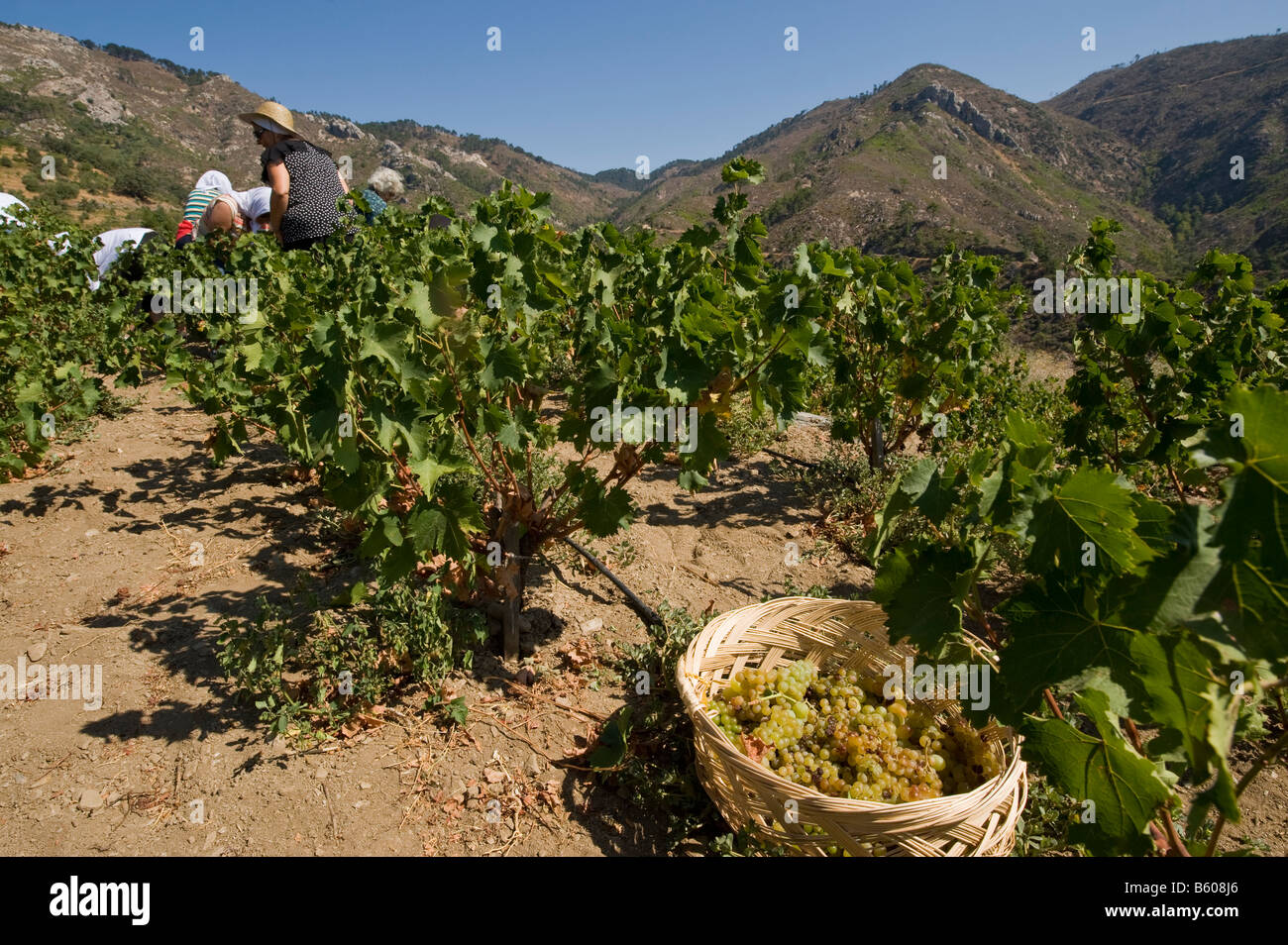 Harvesting of grapes in a vineyard in Greece Stock Photo - Alamy