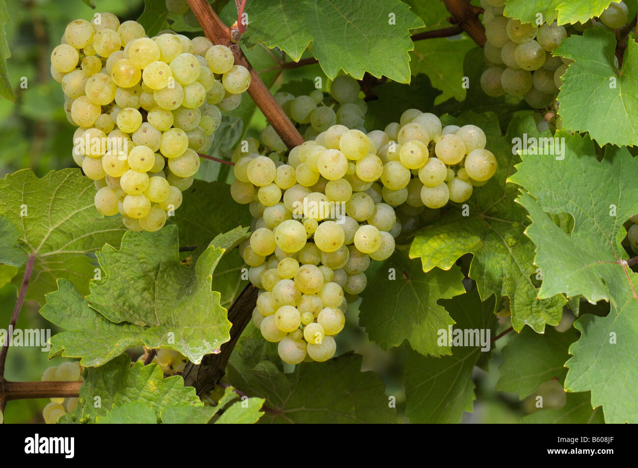 Botany vitaceae grapes vitis vinifera vine hi-res stock photography and ...