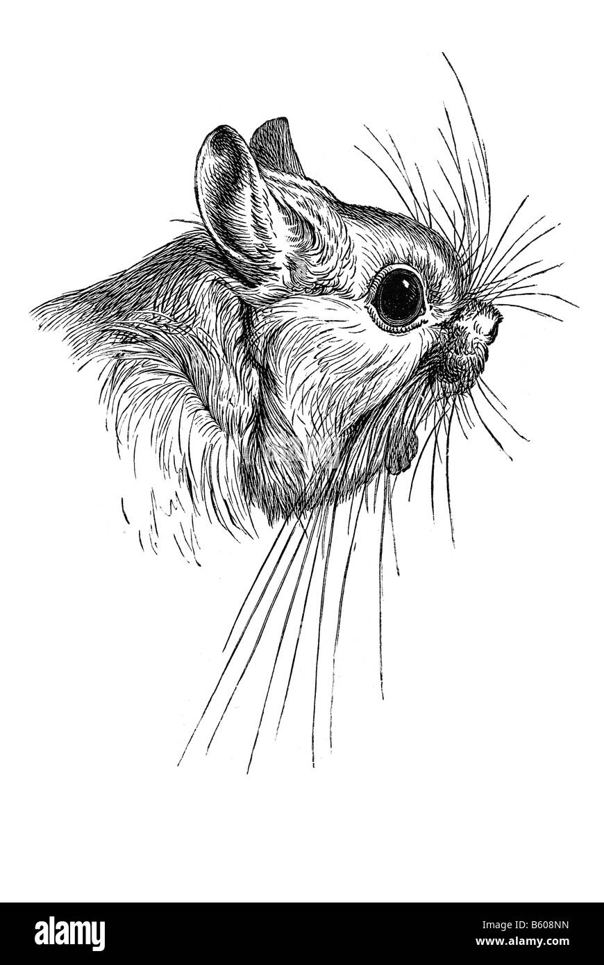 Jerboa jumping mice Stock Photo - Alamy