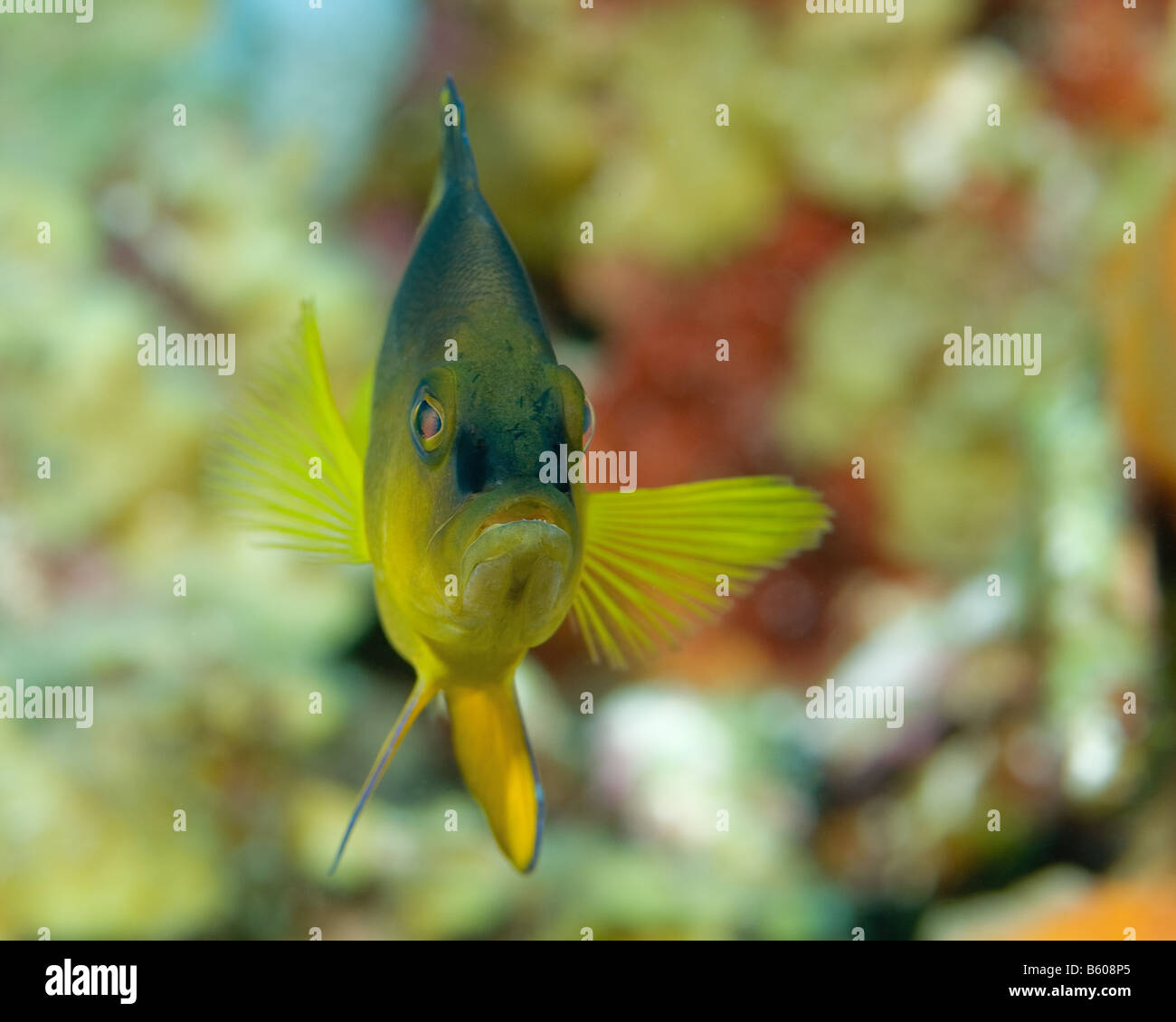 Hypoplectrus aberrans, Yellowbelly Hamlet looks at the photographer ...