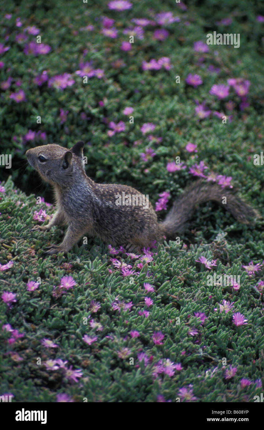 Gopher, Coast near Monterey, California, America, USA Stock Photo - Alamy