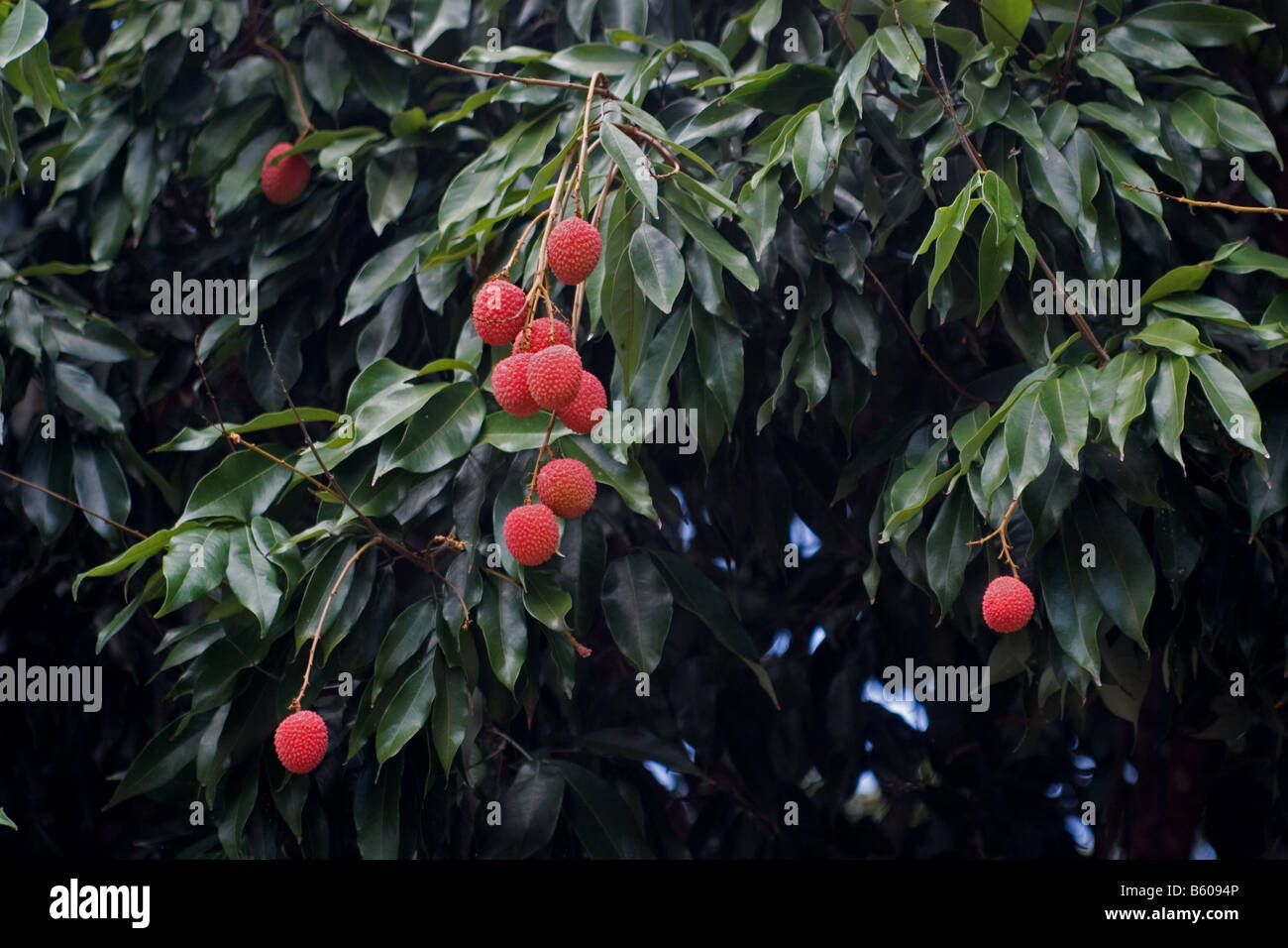 Litchi tree hi-res stock photography and images - Alamy