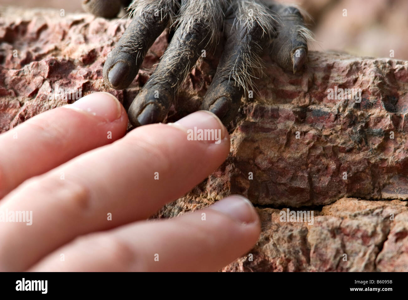 Human monkey hi-res stock photography and images - Alamy