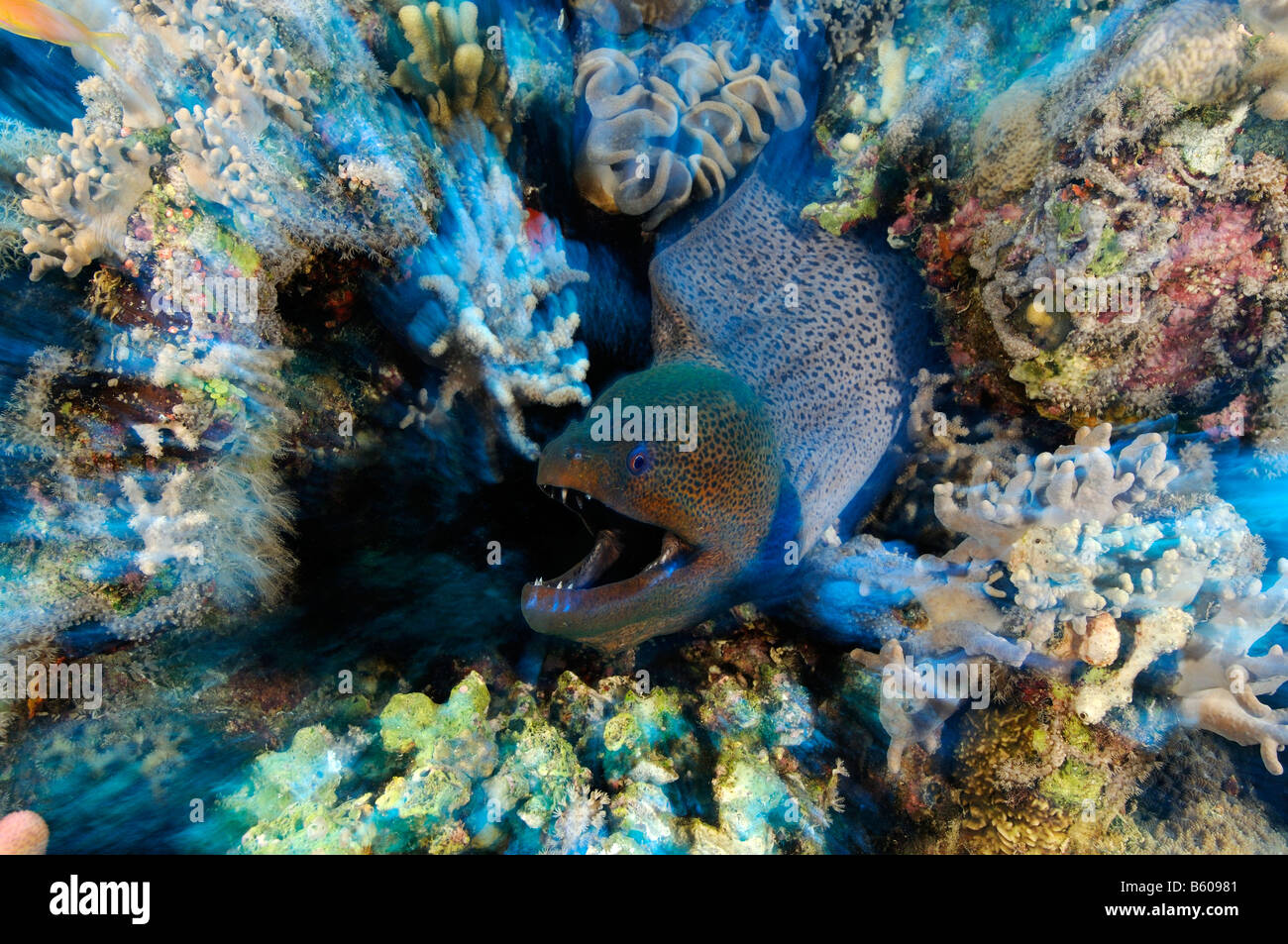 Gymnothorax javanicus, Giant moray, Red Sea Stock Photo - Alamy
