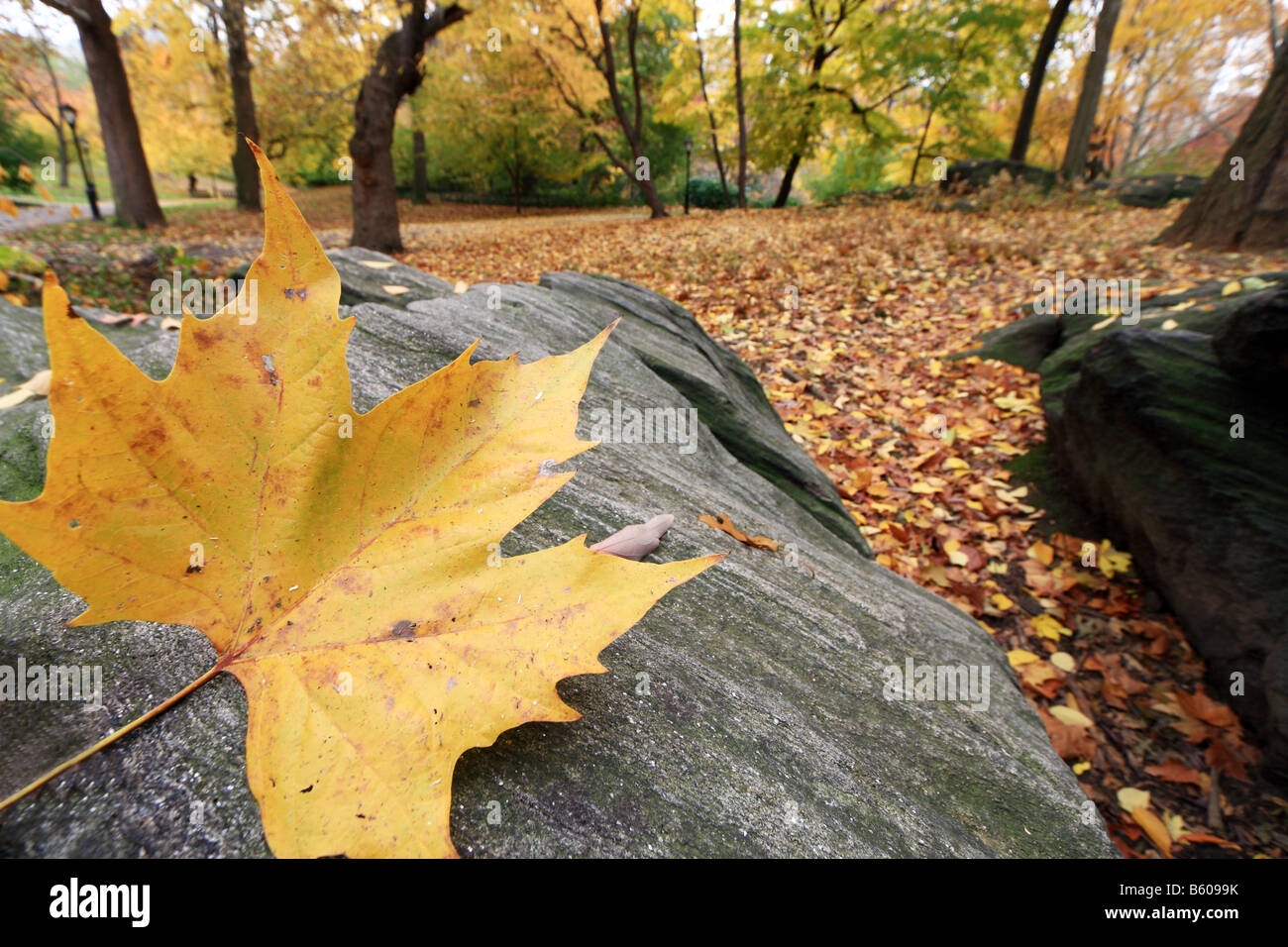 Single maple leaf hi-res stock photography and images - Alamy