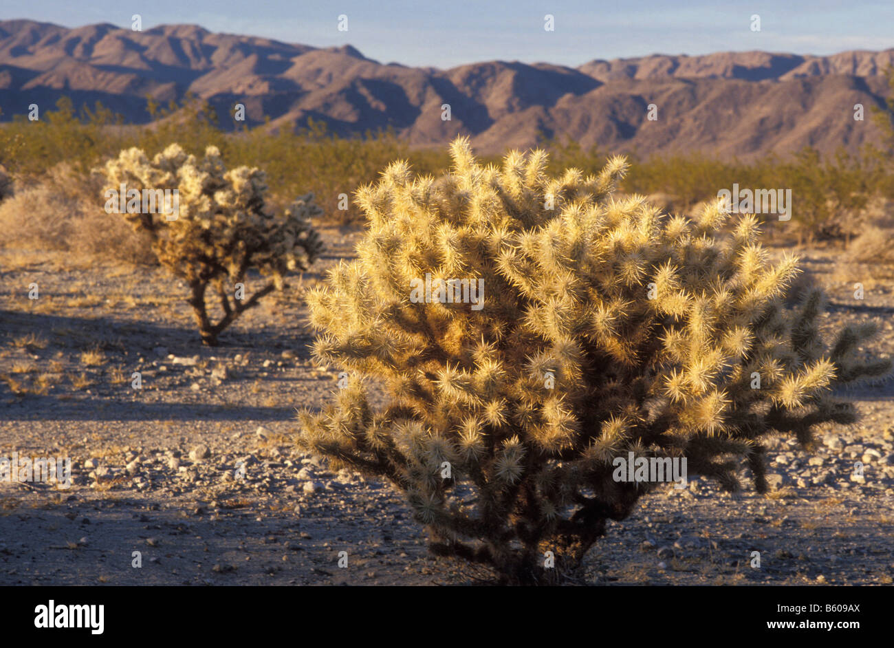 Jumping Cholla at the Joshua Tree National Monument Park California USA ...