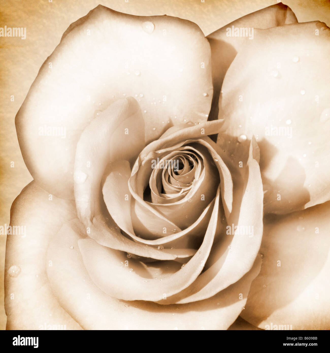 Beautiful vintage rose Stock Photo - Alamy