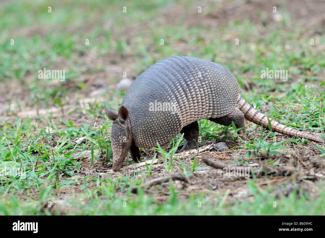 Texas armadillo hi-res stock photography and images - Alamy
