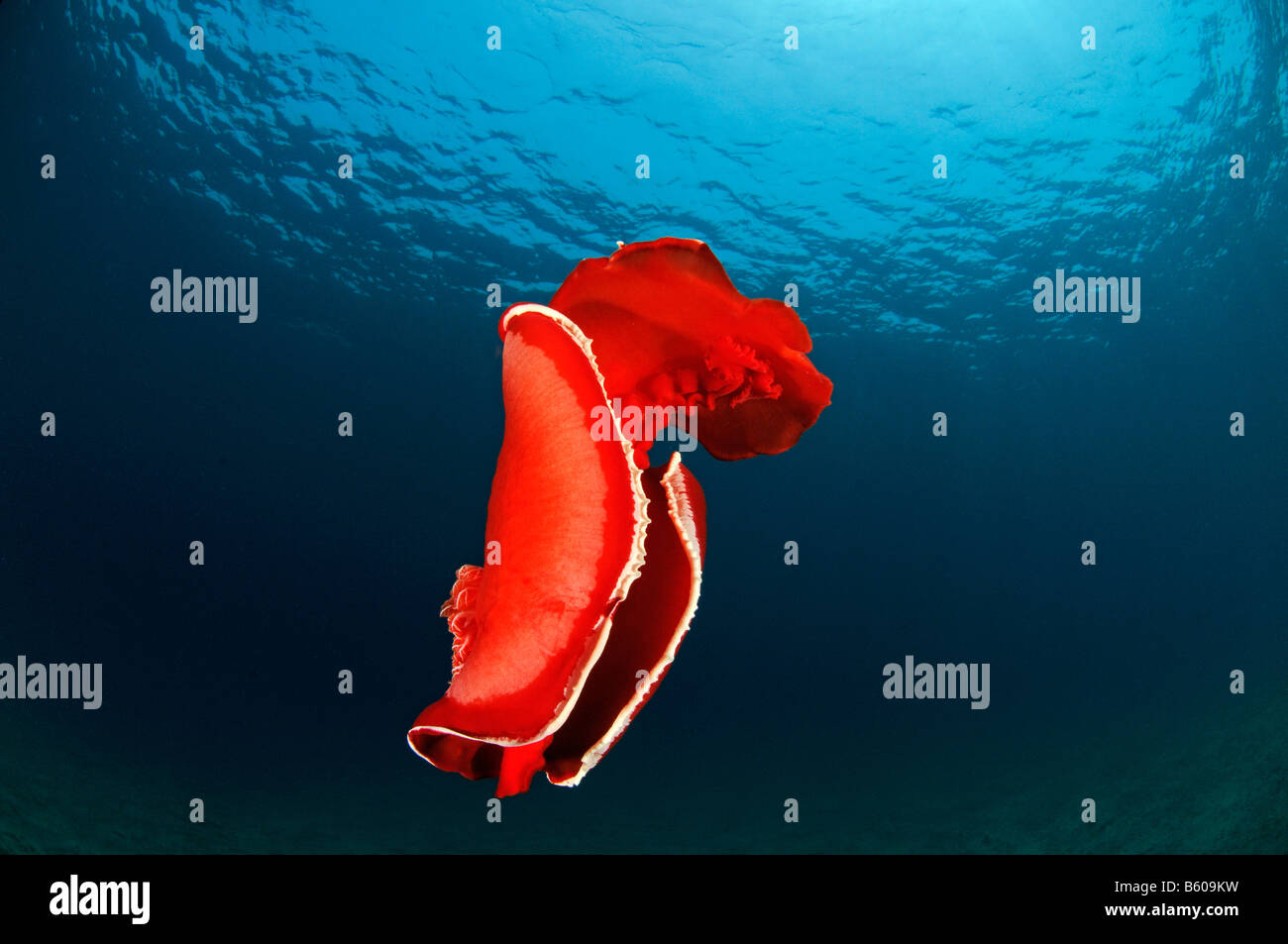 Hexabranchus sanguineus Spanish dancer, Red Sea Stock Photo - Alamy