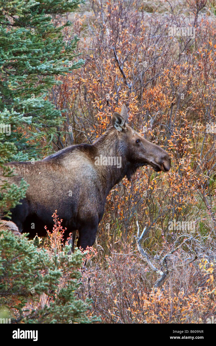 Cow moose standing in Yukon wilds Stock Photo - Alamy