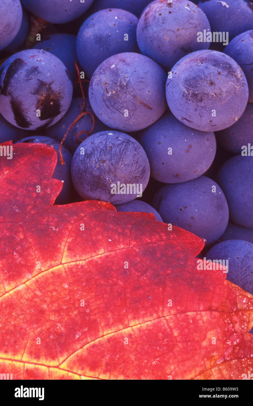 grapes ripen in the Napa Valley California Stock Photo - Alamy
