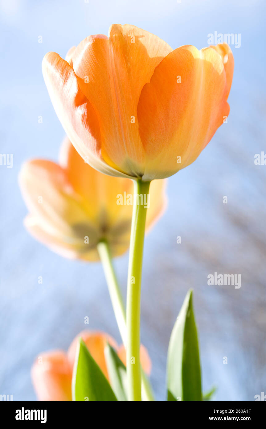 Spring Art High Resolution Stock Photography and Images - Alamy