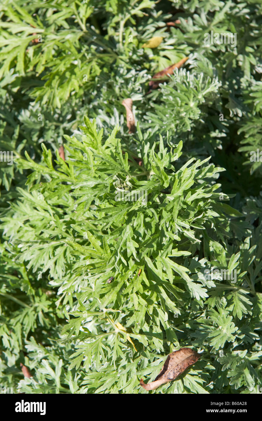 Artemisia absinthium hi-res stock photography and images - Alamy