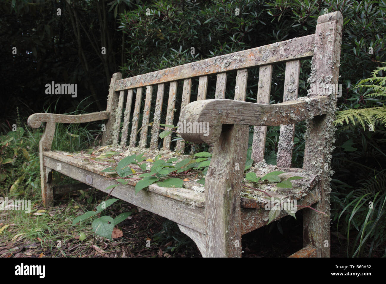 A garden bench covered in lichens and overgrown with a trailing bramble ...