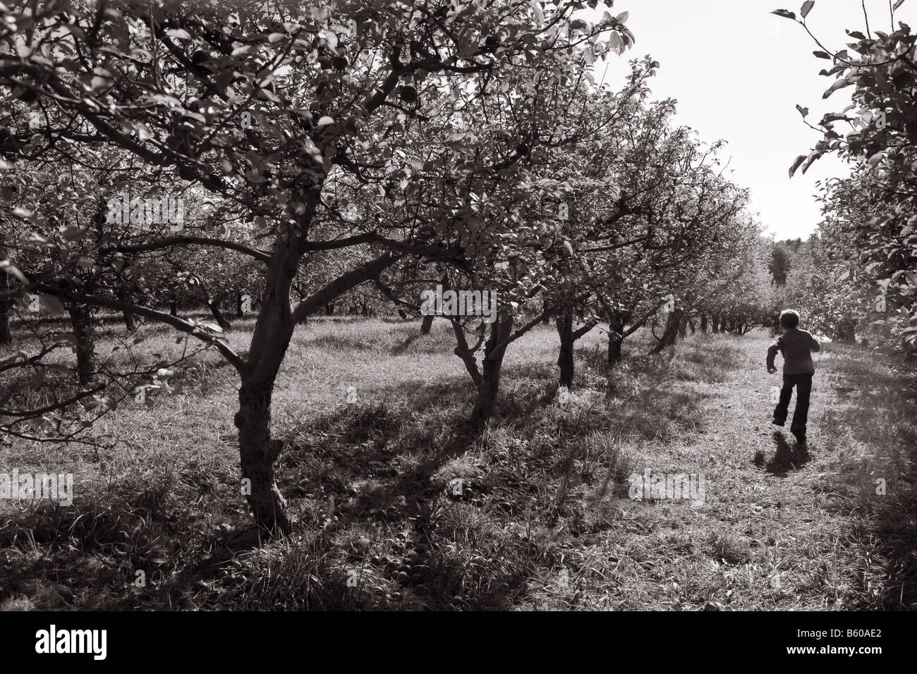 Small Child running through Rows of Apple Trees in an Orchard during ...