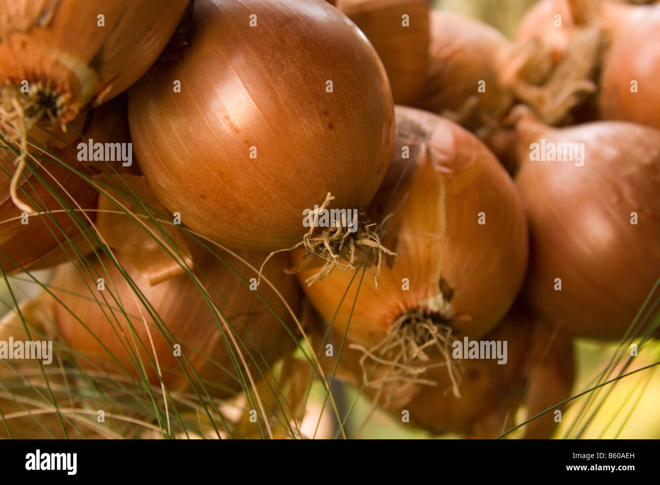 Onion detail hi-res stock photography and images - Alamy