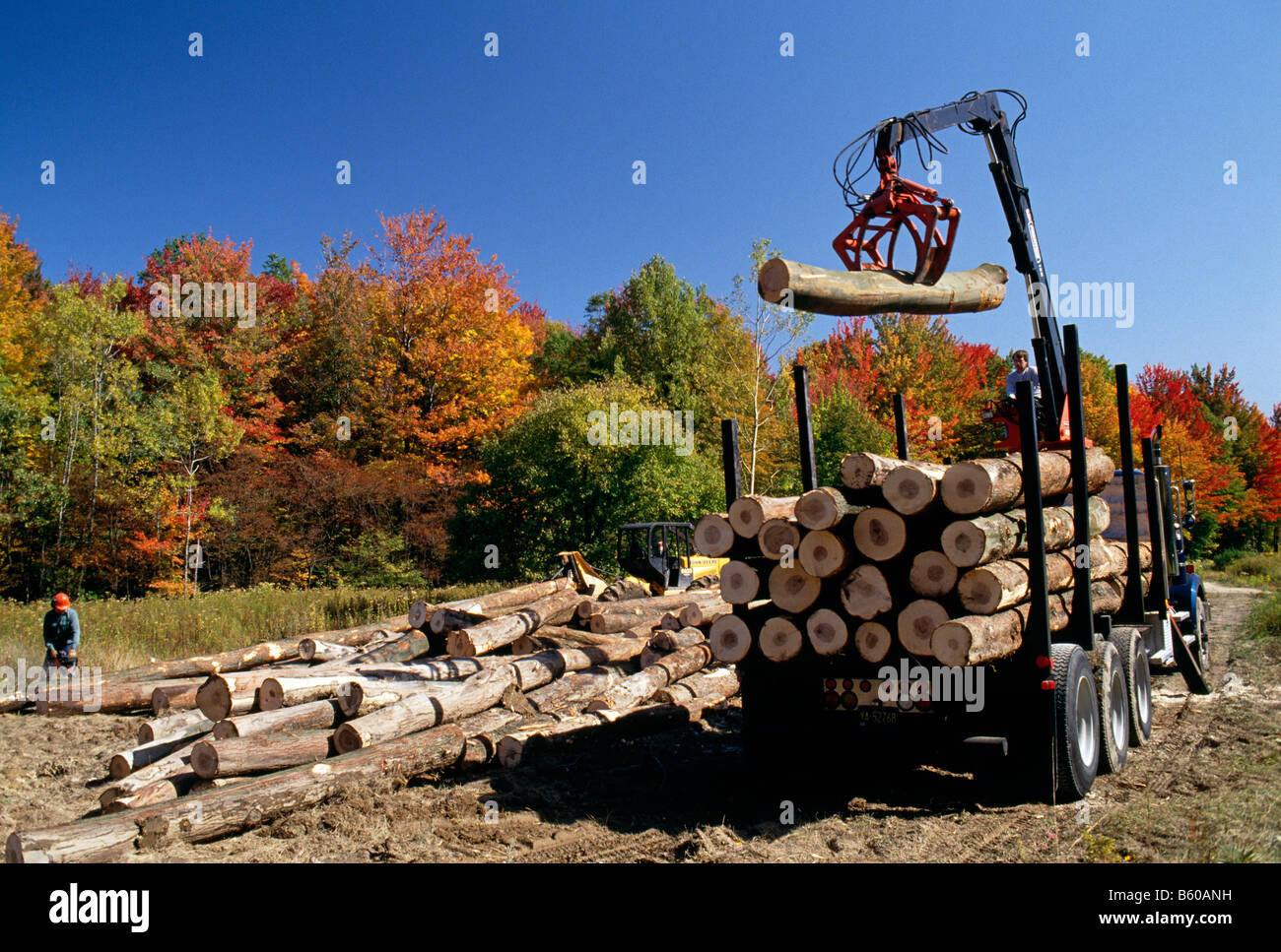 Selective logging hi-res stock photography and images - Alamy