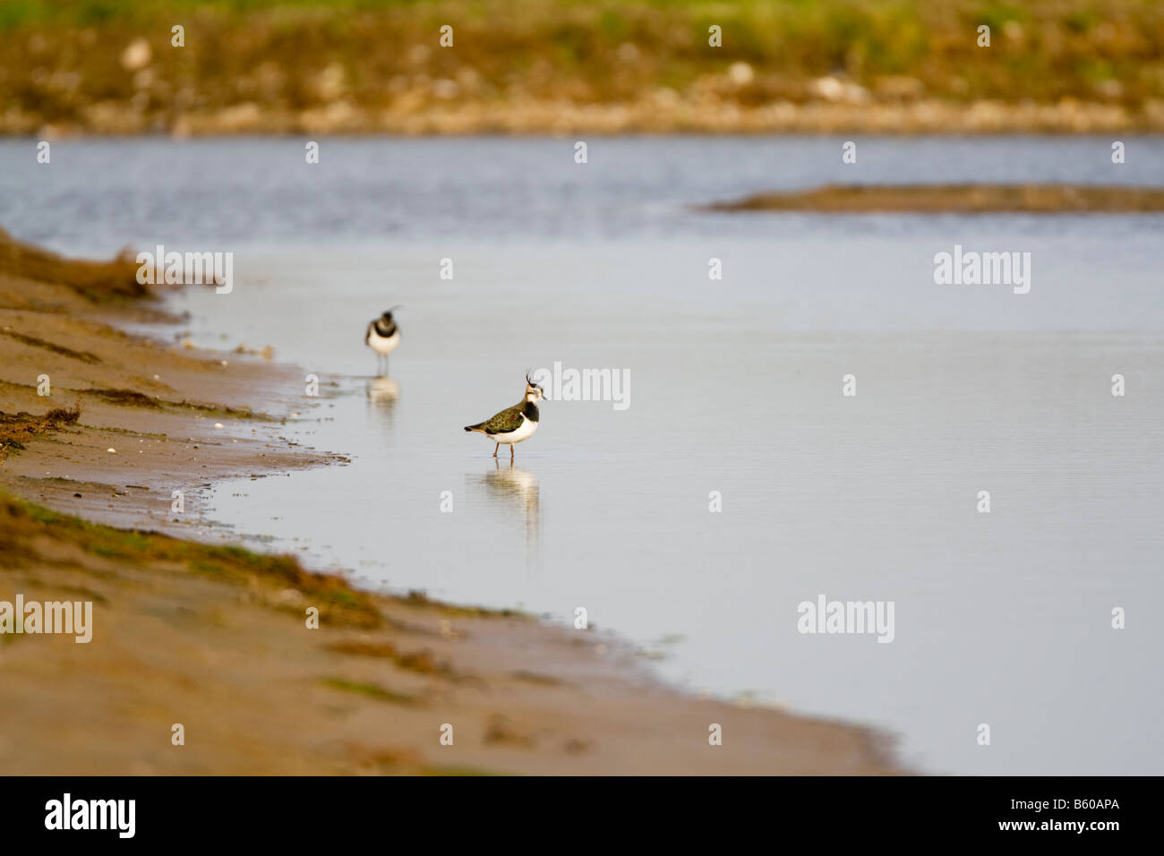 Bird scrape uk hi-res stock photography and images - Alamy