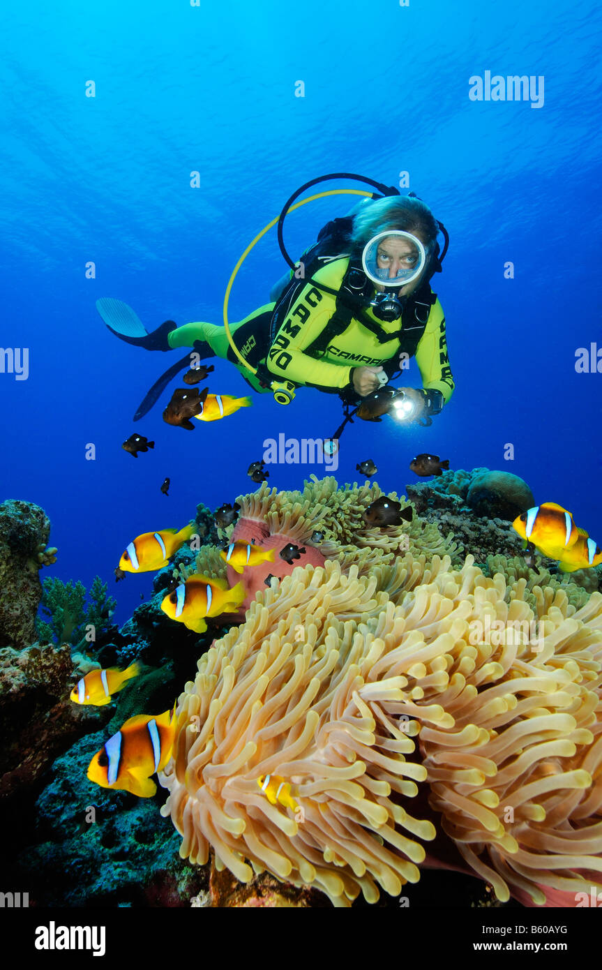 Amphiprion bicinctus Heteractis magnifica Red sea anemonefish in ...