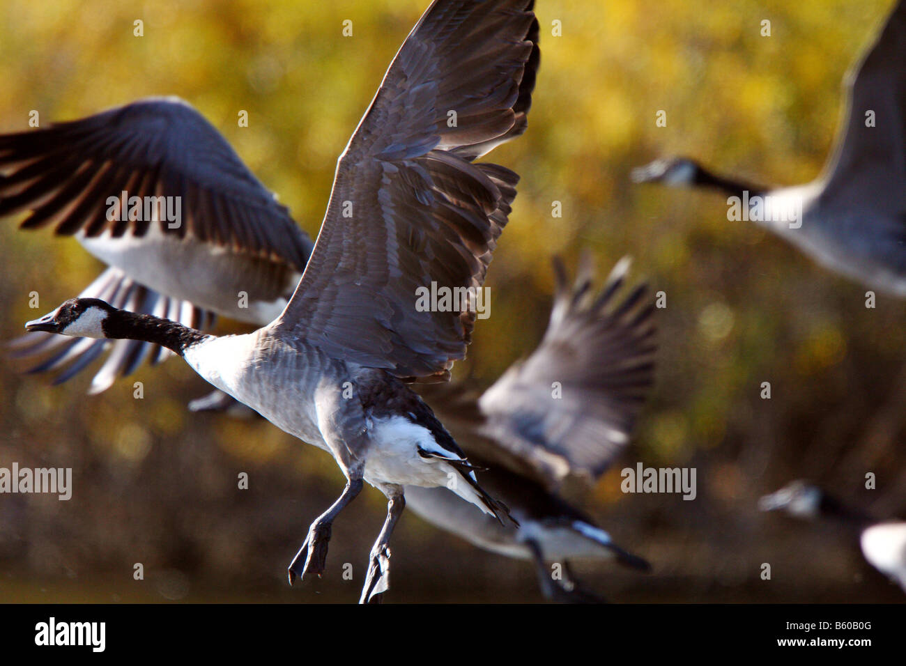 Canada Geese taking flight from Prairies pond Stock Photo - Alamy