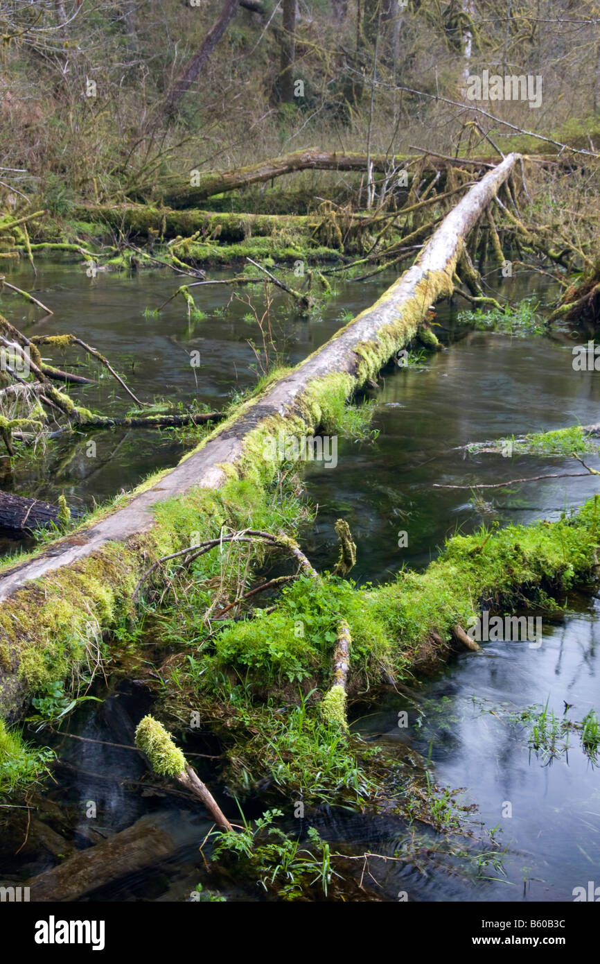 Moss swamp forest hi-res stock photography and images - Alamy