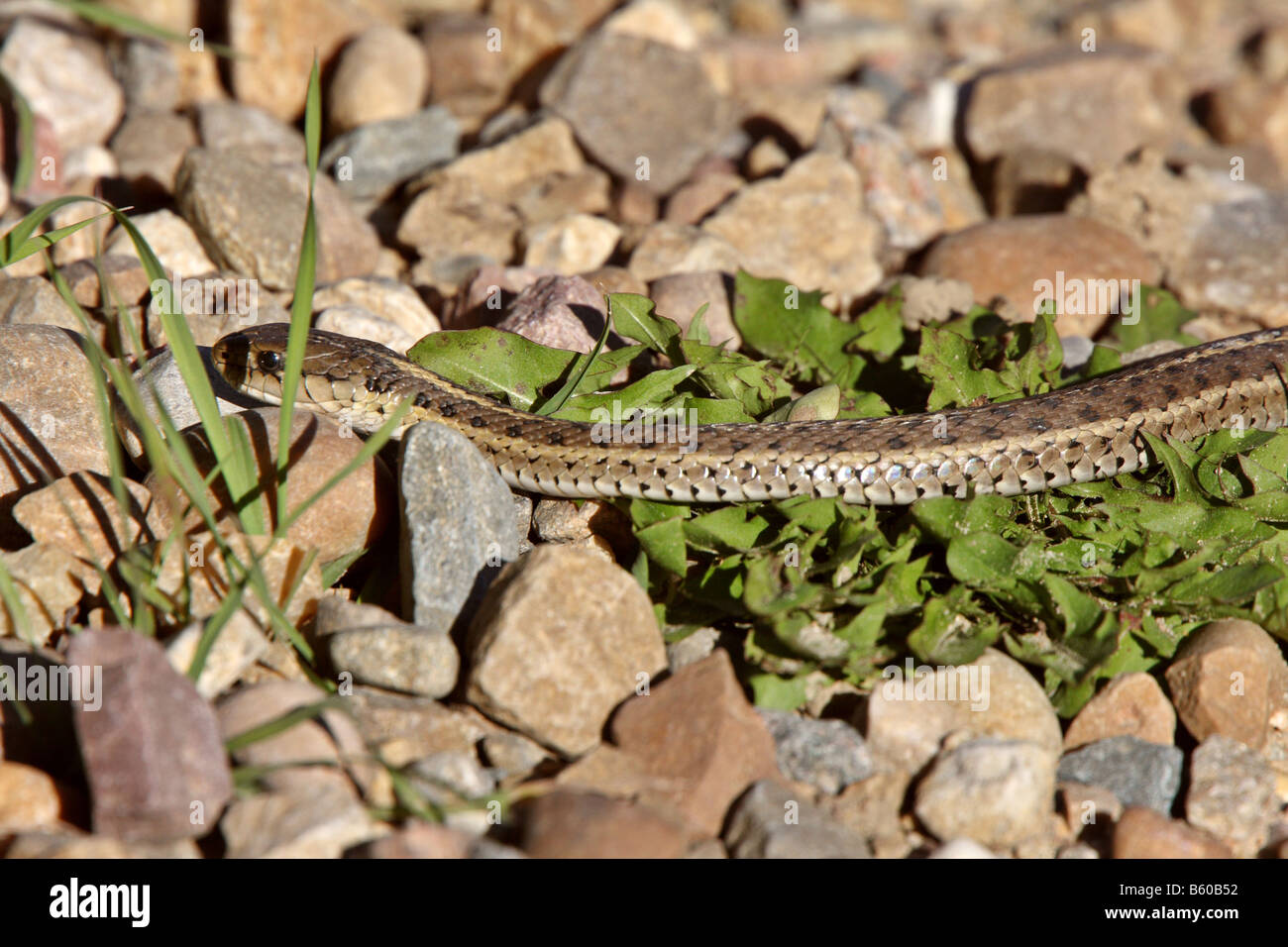 Non venomous north american snake hi-res stock photography and images ...