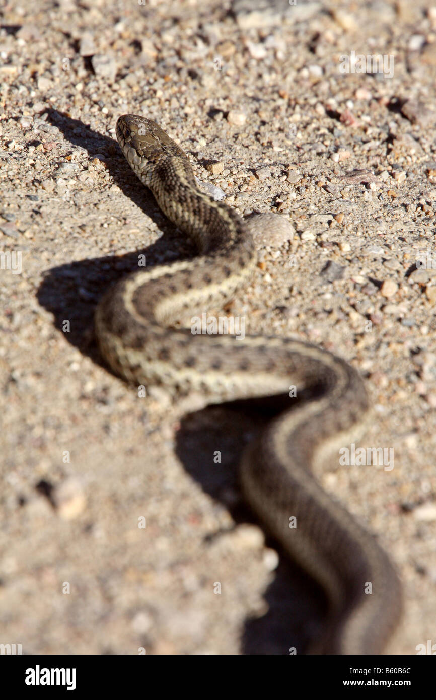 Snakes crossing hi-res stock photography and images - Alamy