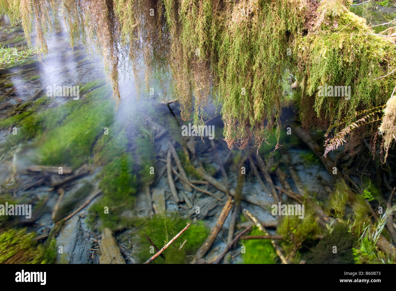 Hall of moss hi-res stock photography and images - Alamy