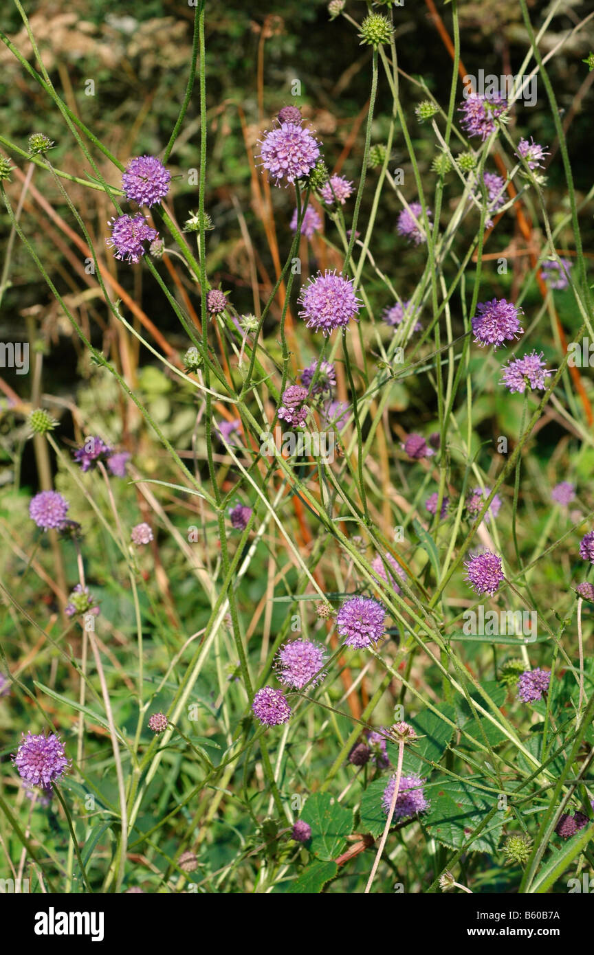 Devil's-bit scabious (Succisa pratensis: Dipsacaceae) UK Stock Photo ...