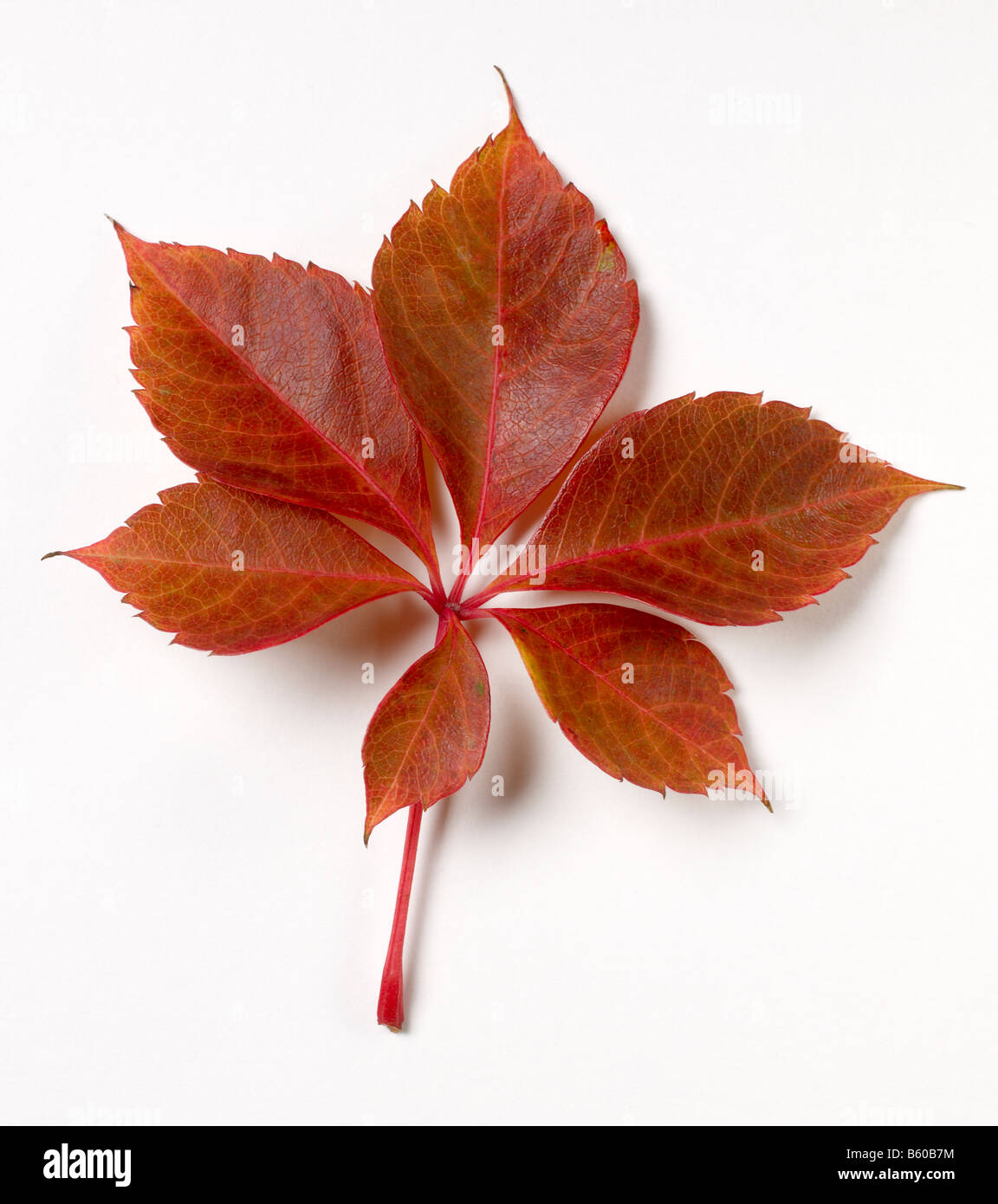 Foliage leaf hi-res stock photography and images - Alamy