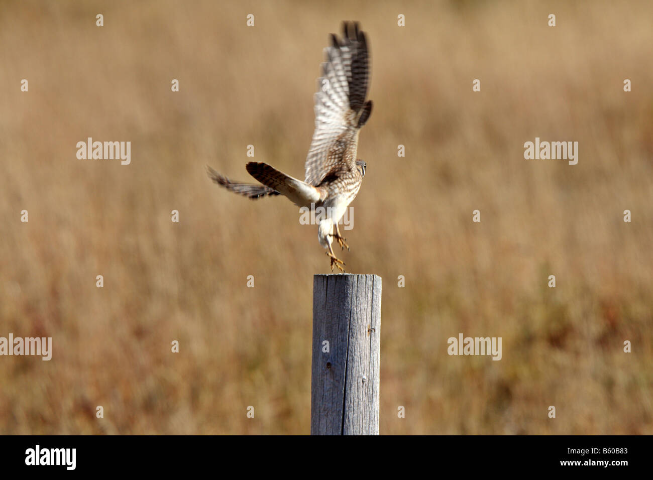 Digital falcon image hi-res stock photography and images - Alamy