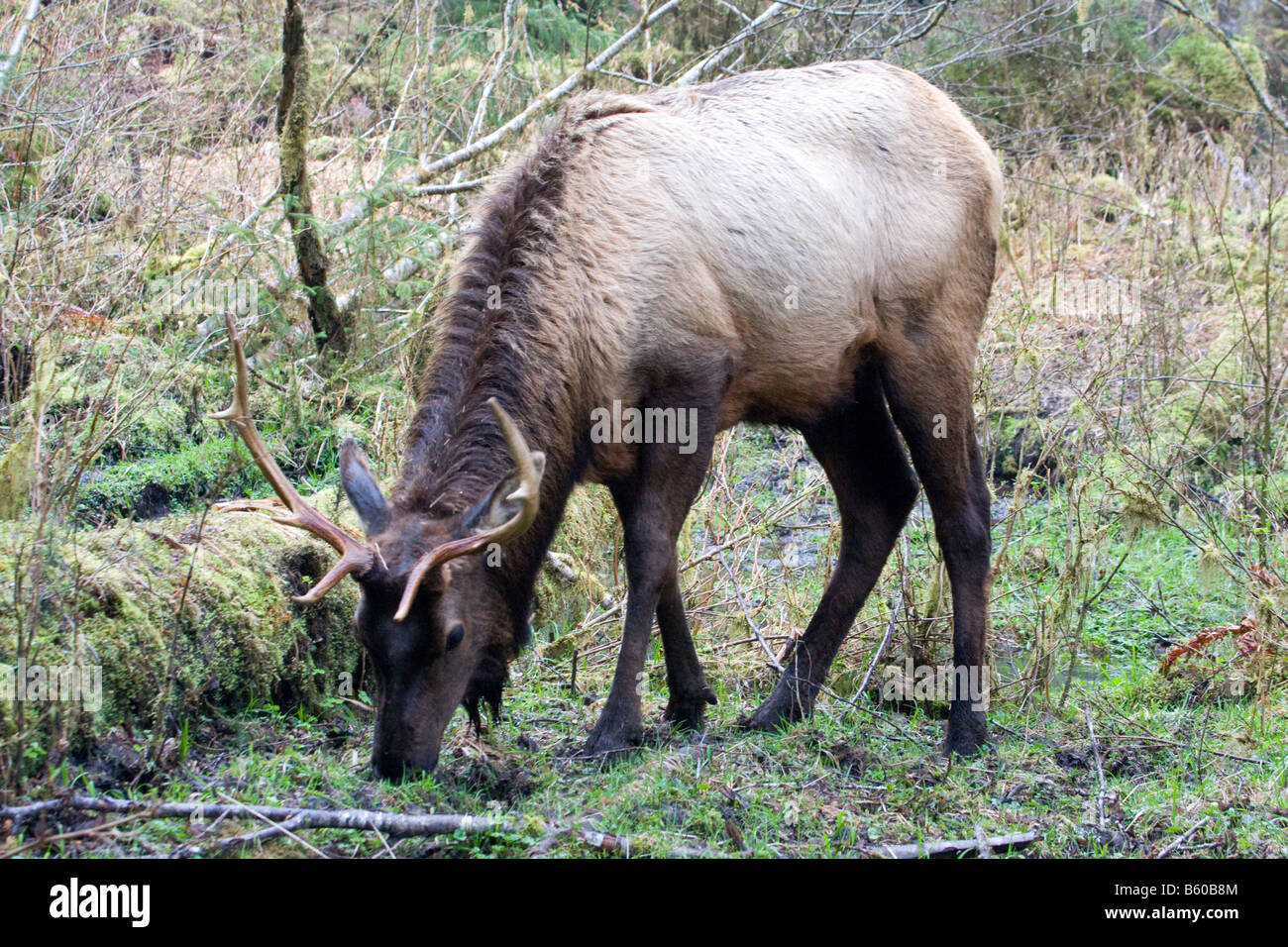 A Roosevelt Elk feeding near the Hoh River in Olympic National Park ...