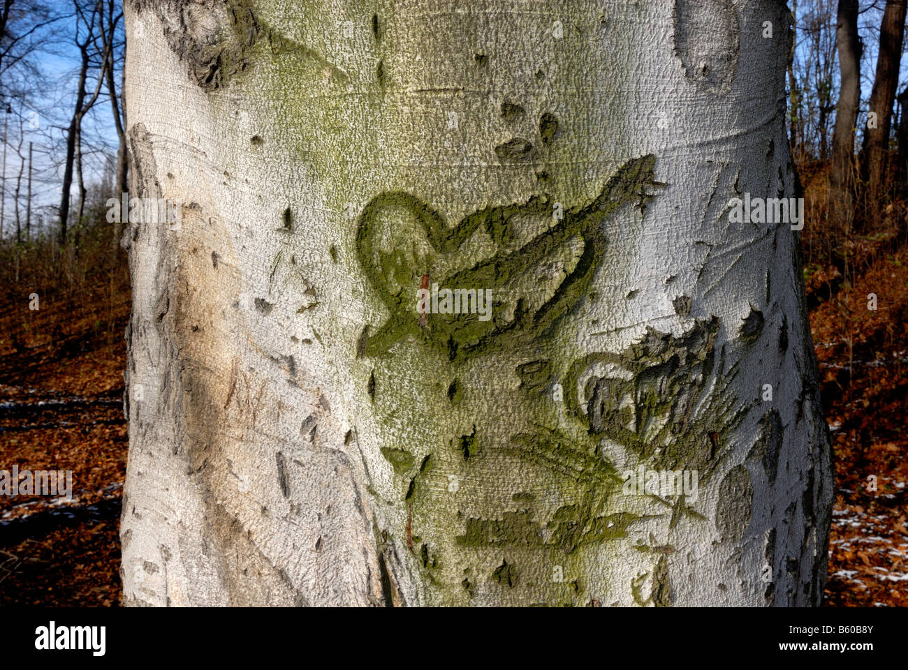 Heart symbol on the tree hi-res stock photography and images - Alamy