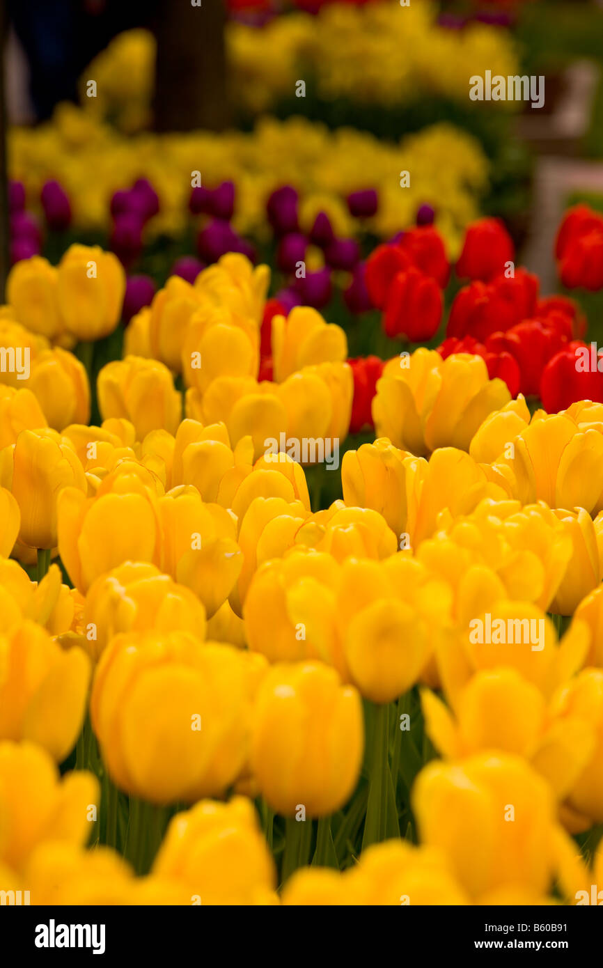 Colourful tulips, Tulipa, lining the streets of Niagara-on-the-Lake ...