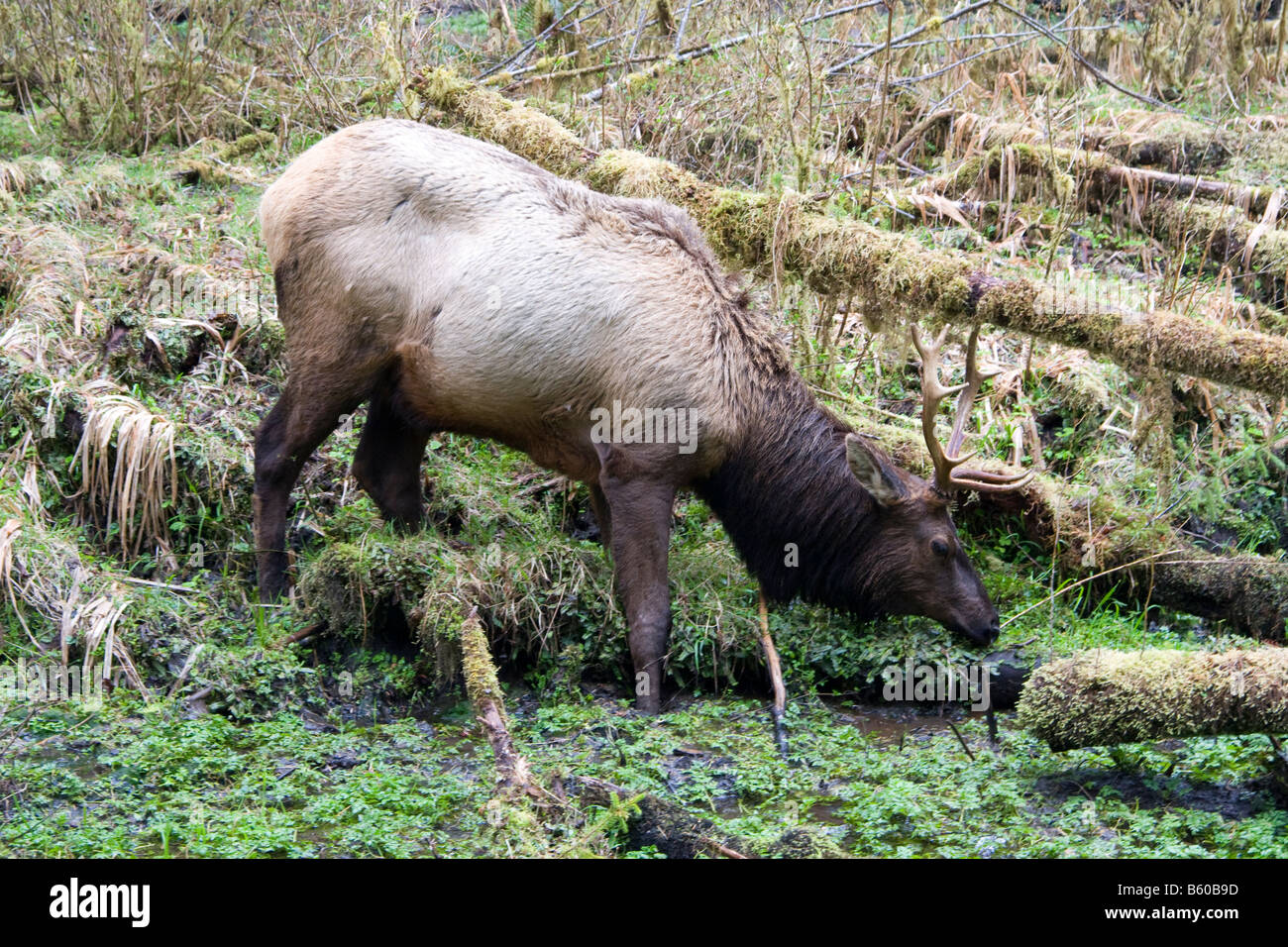 A Roosevelt Elk feeds near the Hoh River in Olympic National Park ...