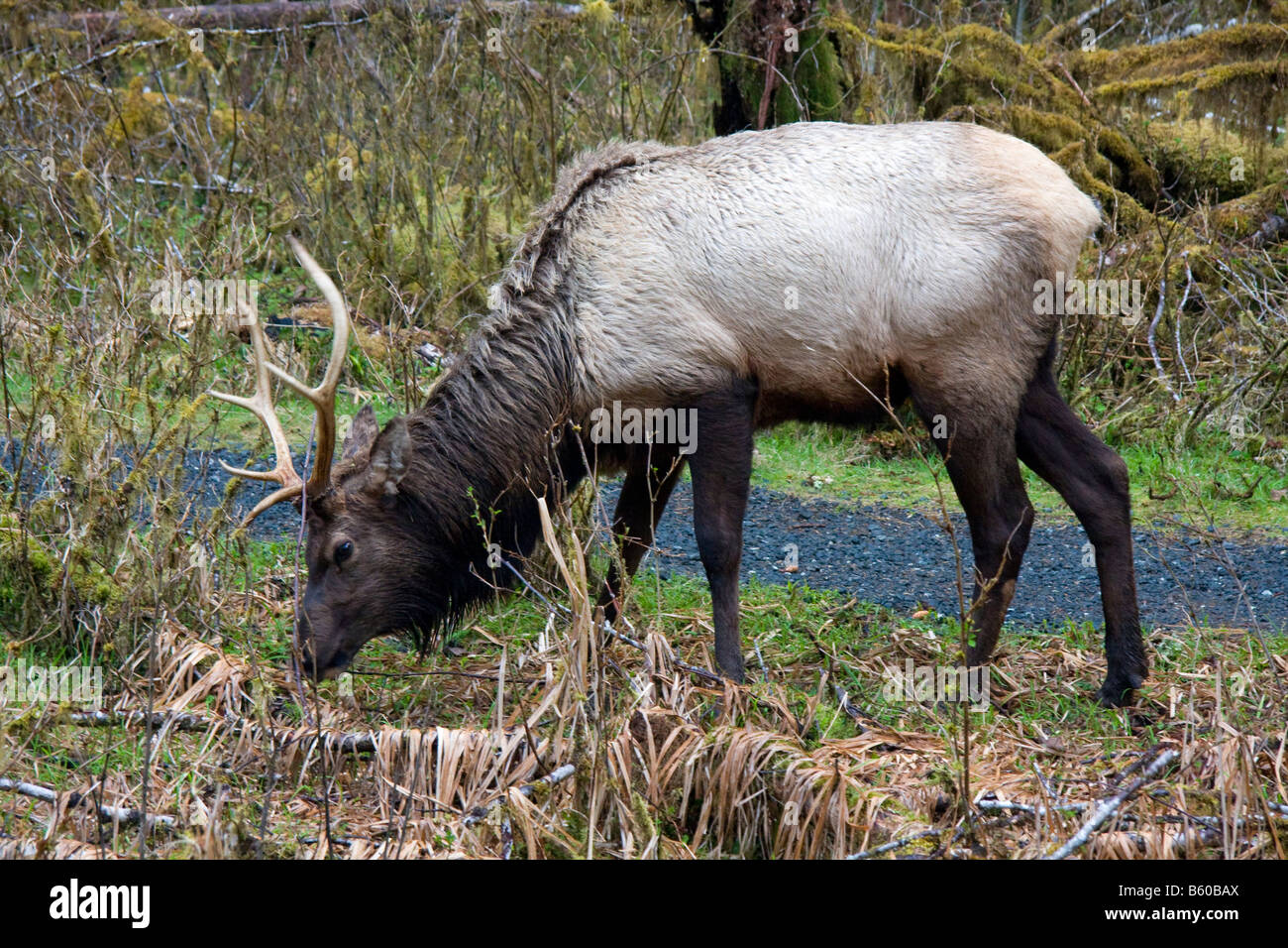 Roosevelt elk hi-res stock photography and images - Alamy