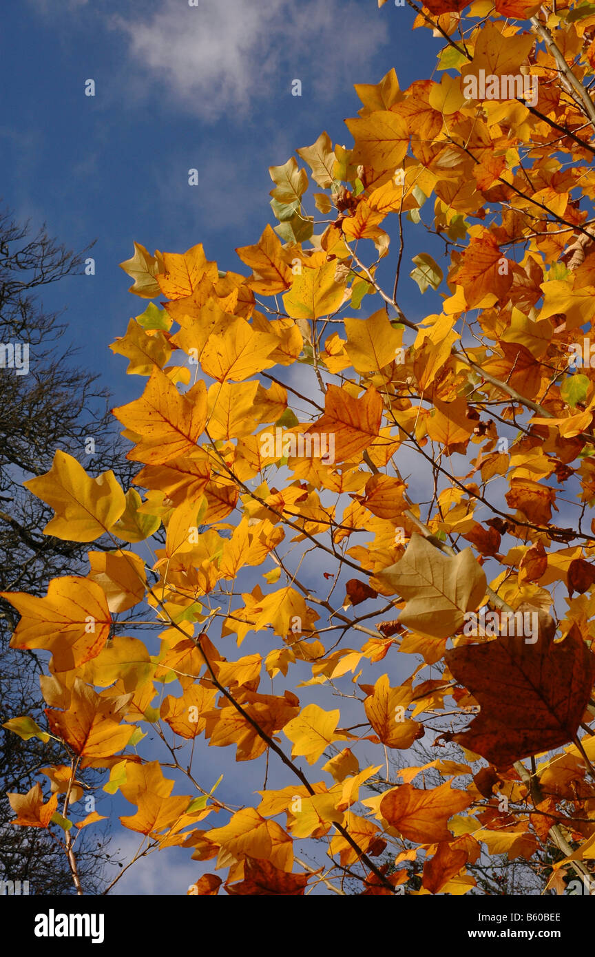 Tulip tree (liriodendron tulipifera) hi-res stock photography and ...