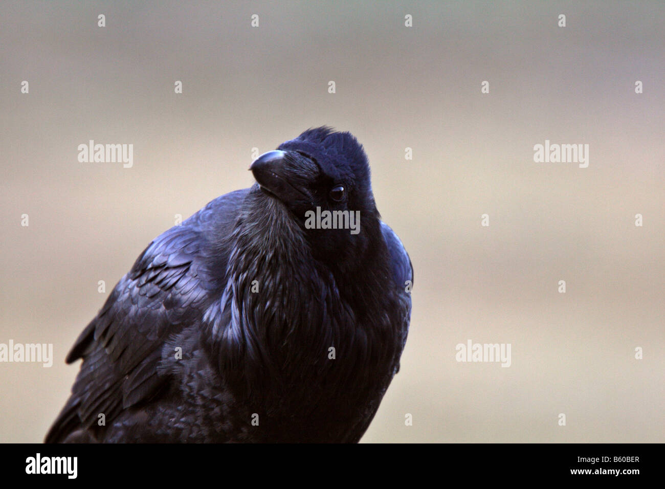 Close up of raven Stock Photo - Alamy
