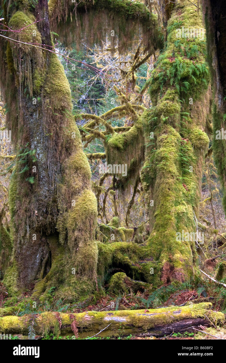 Hall of the Moss Hoh Rain Forest Olympic National Park Washington Stock ...