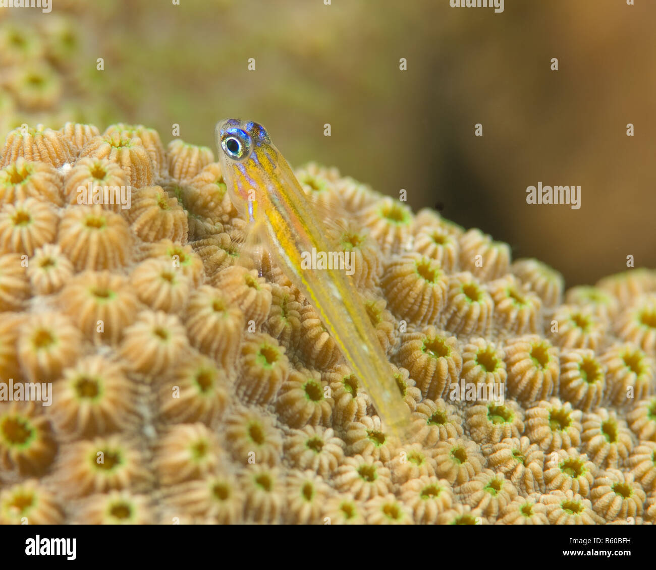A small Peppermint Gobi fish perches on some small coral polyps Stock ...